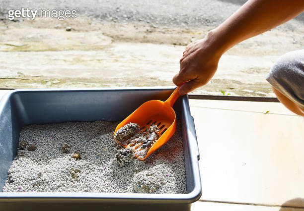 Cleaning cat poop in dirty cat litter scoop close up. (1290792875) - 게티 ...