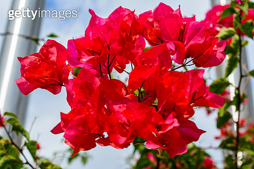 Beautiful vegetation, trees, flowers, lakes and ponds in the famous ...