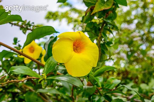 Beautiful vegetation, trees, flowers, lakes and ponds in the famous ...