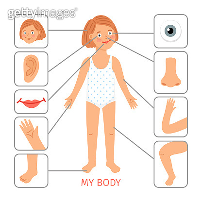 Girl body parts. Preschool female child body parts cartoon vector ...