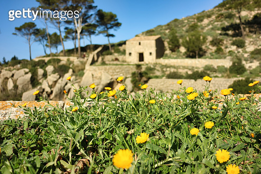 yellow flowers at the mountain of mallorca in spain (1215295253) - 게티이미지뱅크