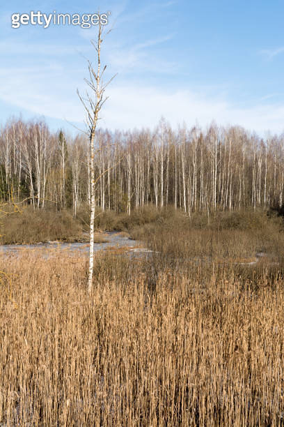 Trunk of dead birche on a forest marsh, overgrown with reeds and dense ...