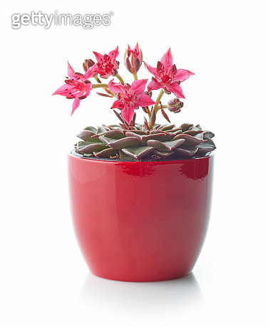 flowering grapto cactus in a red flower pot 이미지 (1255709400) - 게티이미지뱅크