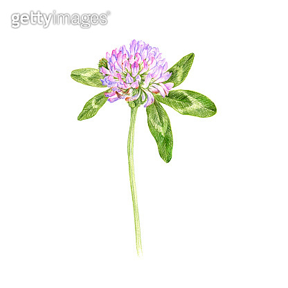 red clover, flower, drawing by colored pencils (1206658841) 일러스트, 무료 ...