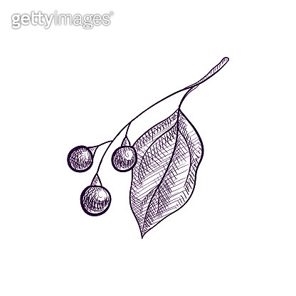 vector drawing branch of camphor tree (1200317427) 일러스트, 무료 일러스트 - 게티이미지뱅크