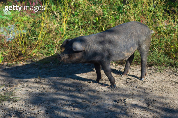 Black pig outdoor grazing in china 이미지 (1212410651) - 게티이미지뱅크