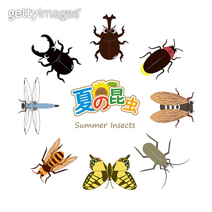 Summer insects 이미지 (1226239770) - 게티이미지뱅크