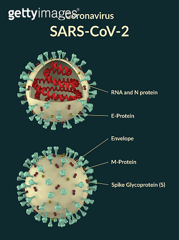 Cross-section model of SARS-CoV-2 coronavirus virus particles 이미지 ...