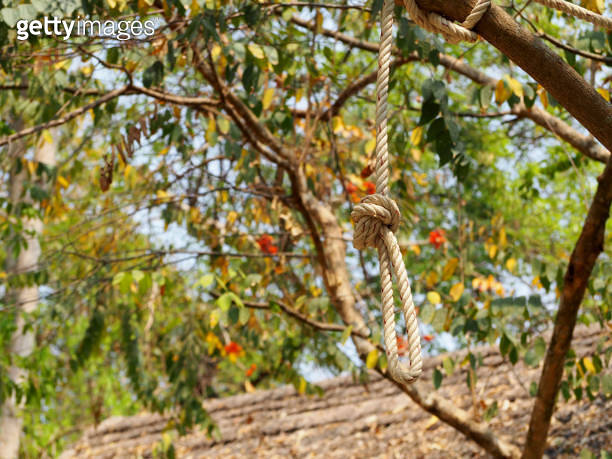 Rope hanging from tree.A rope loop hanging like a noose from the branch ...