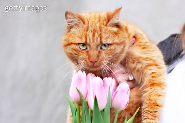 Cat and tulips. Cat and spring. Ginger cat and flowers 이미지 (1215343647 ...