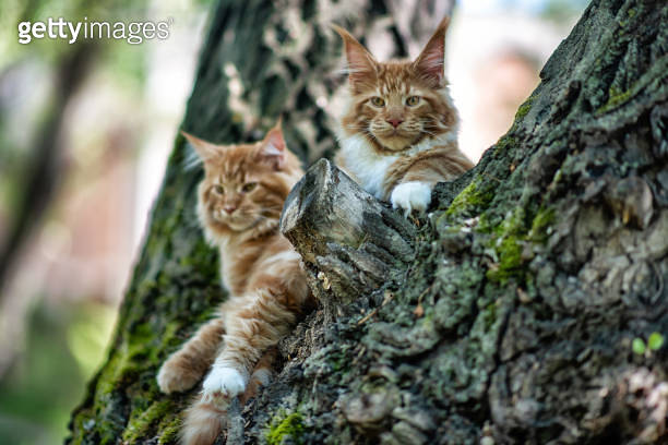 A big red maine coon kitten sitting on a tree. 이미지 (1254450602) - 게티이미지뱅크