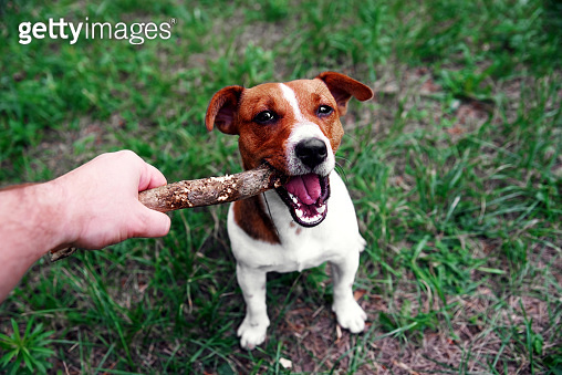 Dog biting stick. Close up of a dog biting a stick. Chewing the stick ...