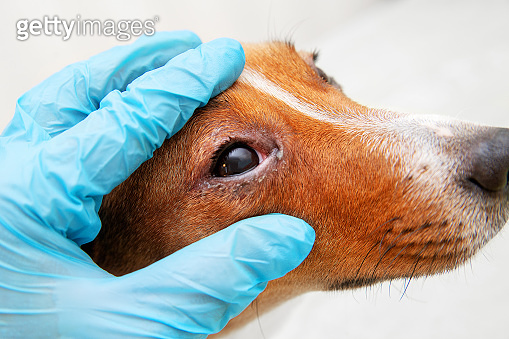 Sick dog with infected crusty eyes examination. Inspection, blepharitis ...