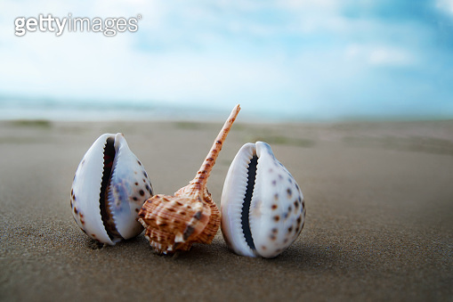 Landscape with shells on tropical beach. Travel and tourism concept ...