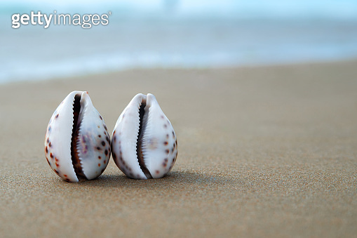 Landscape with shells on tropical beach. Travel and tourism concept ...