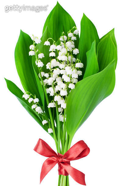 Lily of the valley flower bouquet with red bowknot white background ...