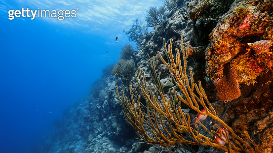 Seascape of drop off in coral reef of Caribbean Sea / Curacao with fish ...
