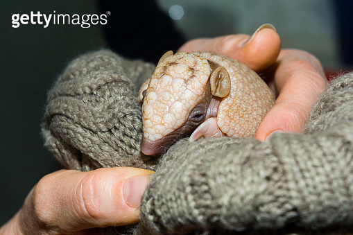 Baby southern three-banded armadillo in a hand 이미지 (1211042771) - 게티이미지뱅크