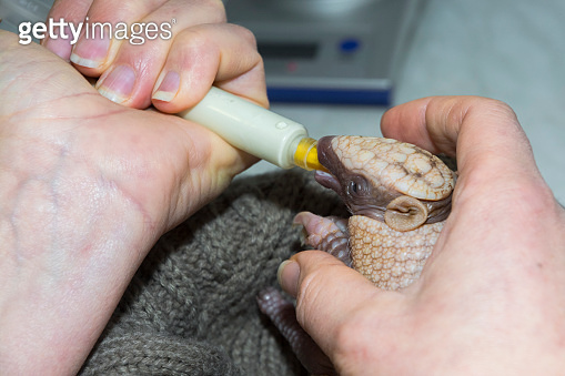 Baby southern three-banded armadillo feeding with milk (1211042215 ...