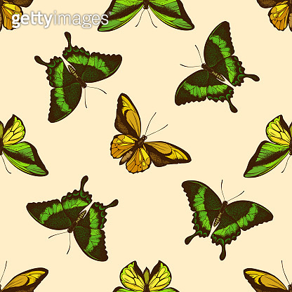 Seamless pattern with hand drawn colored wallace's golden birdwing ...