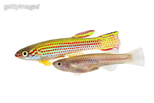 Red-Striped Killifish Male And Female Aphyosemion striatum tropical ...