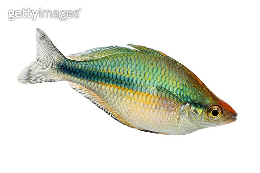 Turquoise Rainbowfish Aquarium Fish Lake Kutubu rainbowfish ...