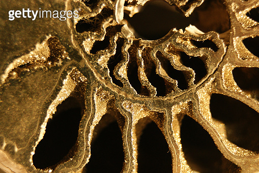 ammonite ancient fossil. ammonite substituted by pyrite. fossil clam ...