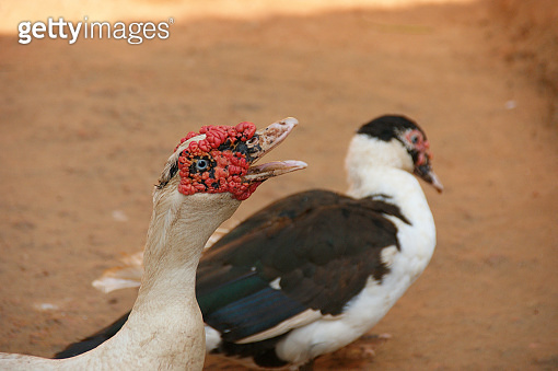 musky duck. crossbreed turkey and duck 이미지 (1278583155) - 게티이미지뱅크