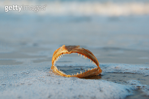 danger on the beach, fish teeth, fish jaw, jawbone of predator on wet ...