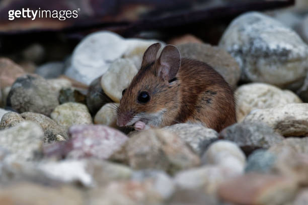 Wood mouse - Apodemus sylvaticus is murid rodent native to Europe and ...
