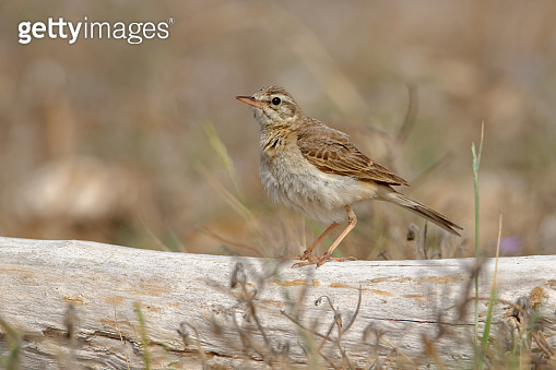 Tawny Pipit - Anthus campestris sitting medium-large passerine bird ...