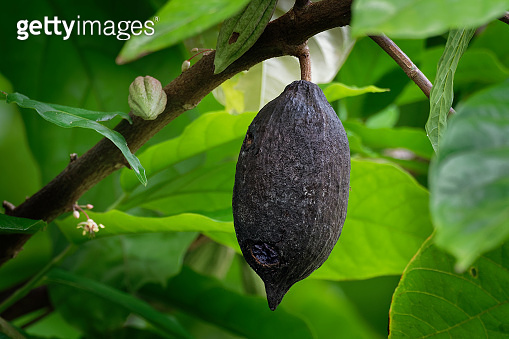 Theobroma cacao, the cacao tree and the cocoa tree, is a small ...