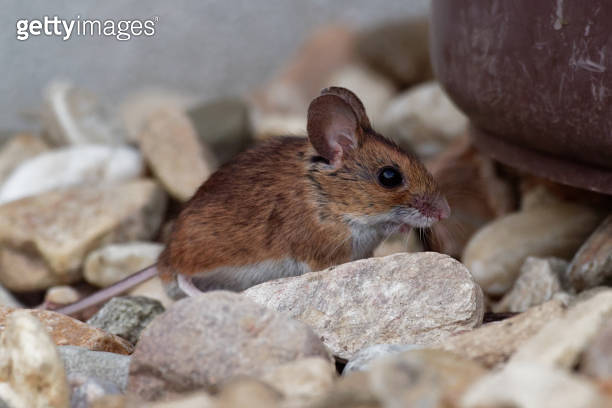 Wood mouse - Apodemus sylvaticus is murid rodent native to Europe and ...