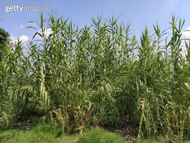 Green cane scene in the field (1269281370) - 게티이미지뱅크