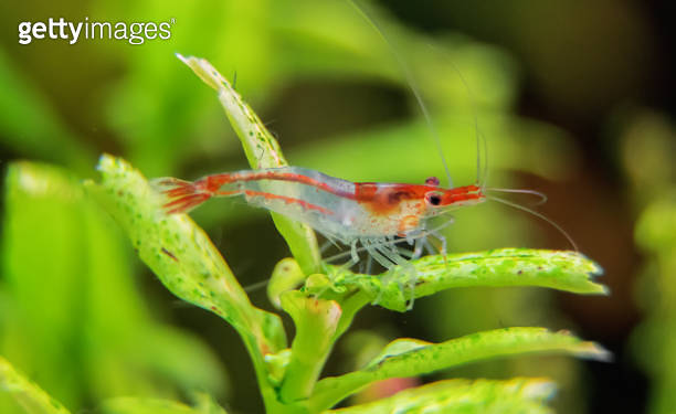 Shrimps in freshwater aquarium. Neocaridina davidi or Rili shrimp. 이미지 ...