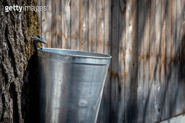 Metal bucket collecting Maple sap. 이미지 (1197490550) - 게티이미지뱅크