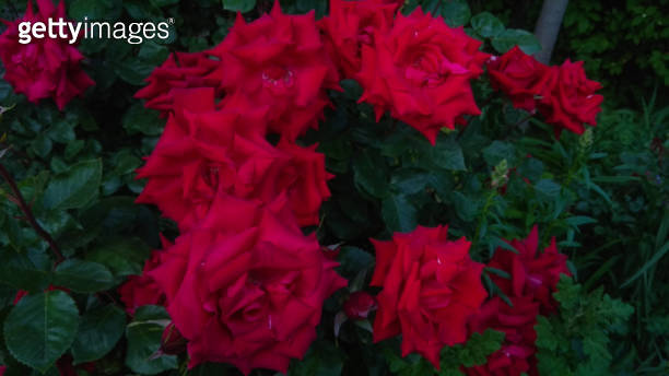 U-shaped cluster of red roses contrasting with the glossy, dark green ...