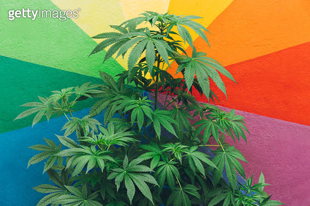 Marijuana plant with colorful wall in background - Cannabis medicine ...