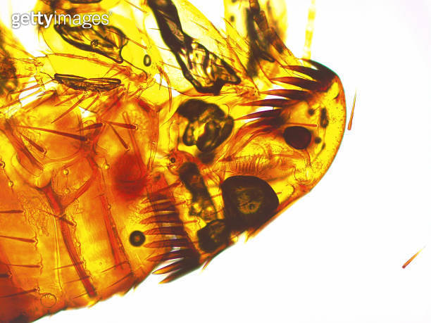 Head of a dog flea under microscope. 100x magnification. (1198641597 ...