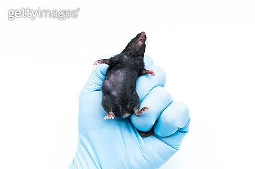 Tumor bearing C57BL/C black mice on the scientist researcher's blue ...