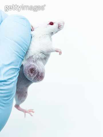 Tumor bearing ICR white mice on the scientist researcher's blue gloved ...