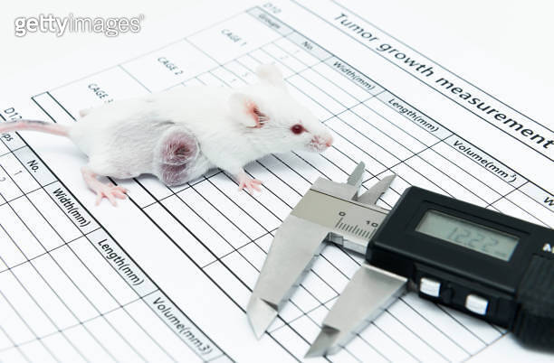 A caliper and experimental white mice with lateral tumor on the tumor ...