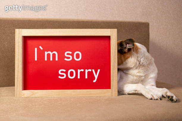 The dog hides behind a picture that says I am so sorry 이미지 (1222101438 ...