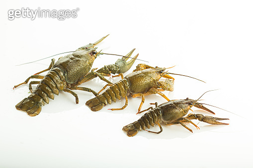 lie, three crayfish, claws up, raw live river, green color on white ...