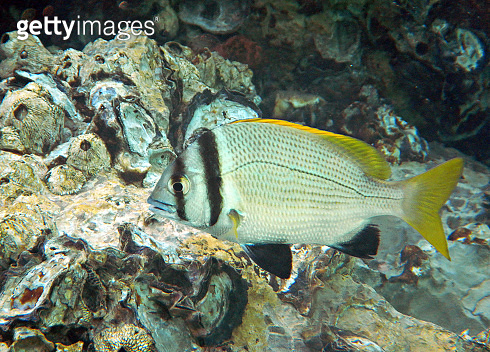 Double-bar bream, scientific name is Acanthopagrus bifasciatus i ...