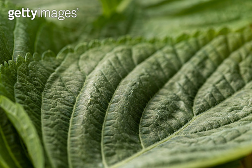 EGOMA, Perilla frutescens, Edible leaves eaten in Japan and Asia ...