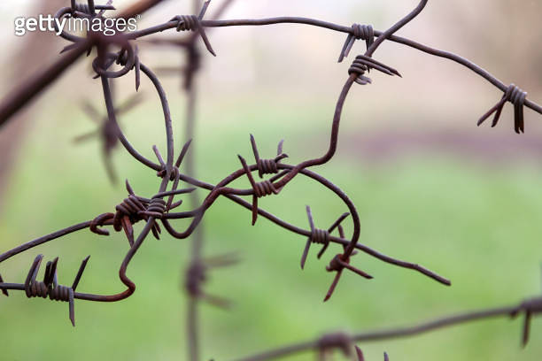 Spikes of wound old iron wire with sharp edges on a metal fence on a ...