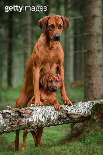 Cute rhodesian ridgeback and puppy in forest. Mother and child. 이미지 ...