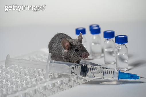 a gray laboratory mouse with an immunological plate, a syringe and ...