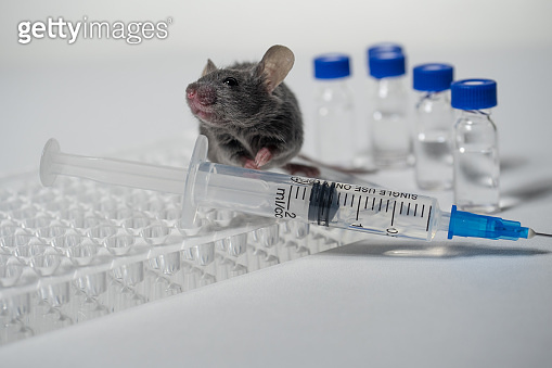 a gray laboratory mouse with an immunological plate, a syringe and ...